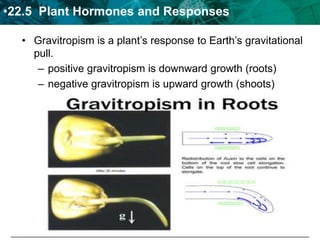 22 Plant Growth Reproduction and Response.ppt