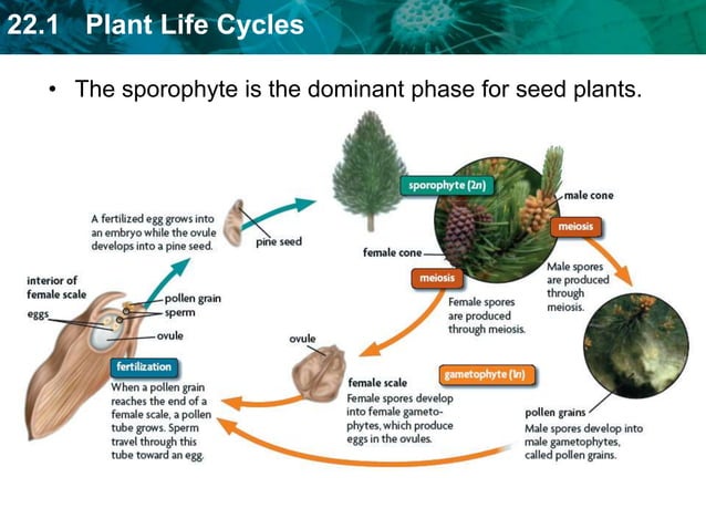 22 Plant Growth Reproduction and Response.ppt | Infertility | Reproductive Health