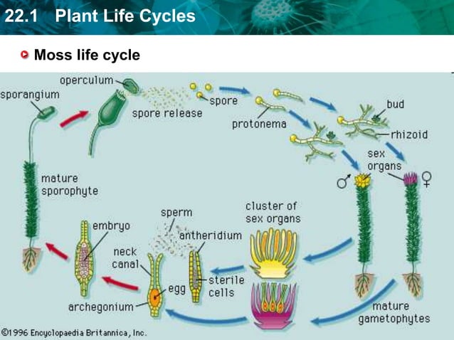 22 Plant Growth Reproduction and Response.ppt | Infertility | Reproductive Health