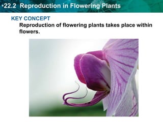 22 Plant Growth Reproduction and Response.ppt