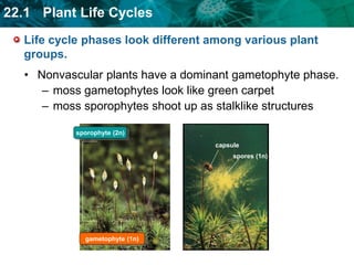 22 Plant Growth Reproduction and Response.ppt