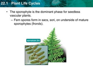 22 Plant Growth Reproduction and Response.ppt