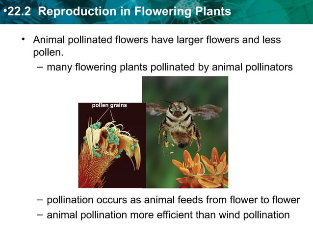 22 Plant Growth Reproduction and Response.ppt