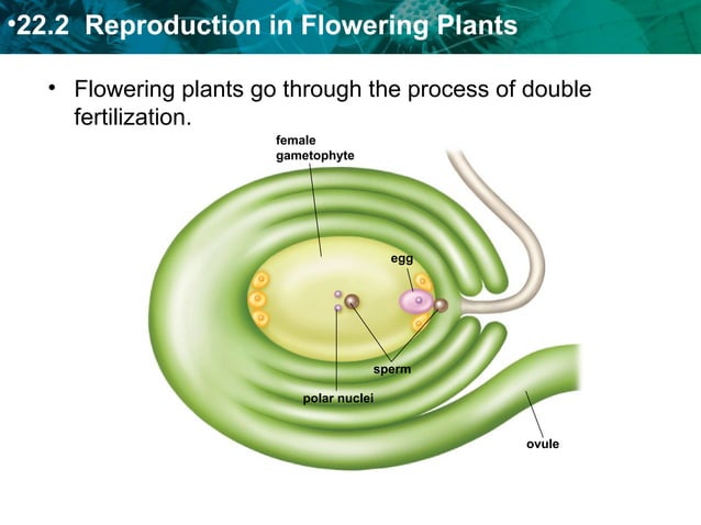 22 Plant Growth Reproduction and Response.ppt