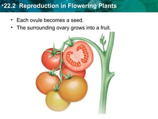 22 Plant Growth Reproduction and Response.ppt