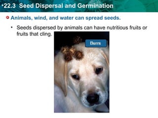 22 Plant Growth Reproduction and Response.ppt