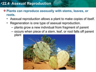 22 Plant Growth Reproduction and Response.ppt