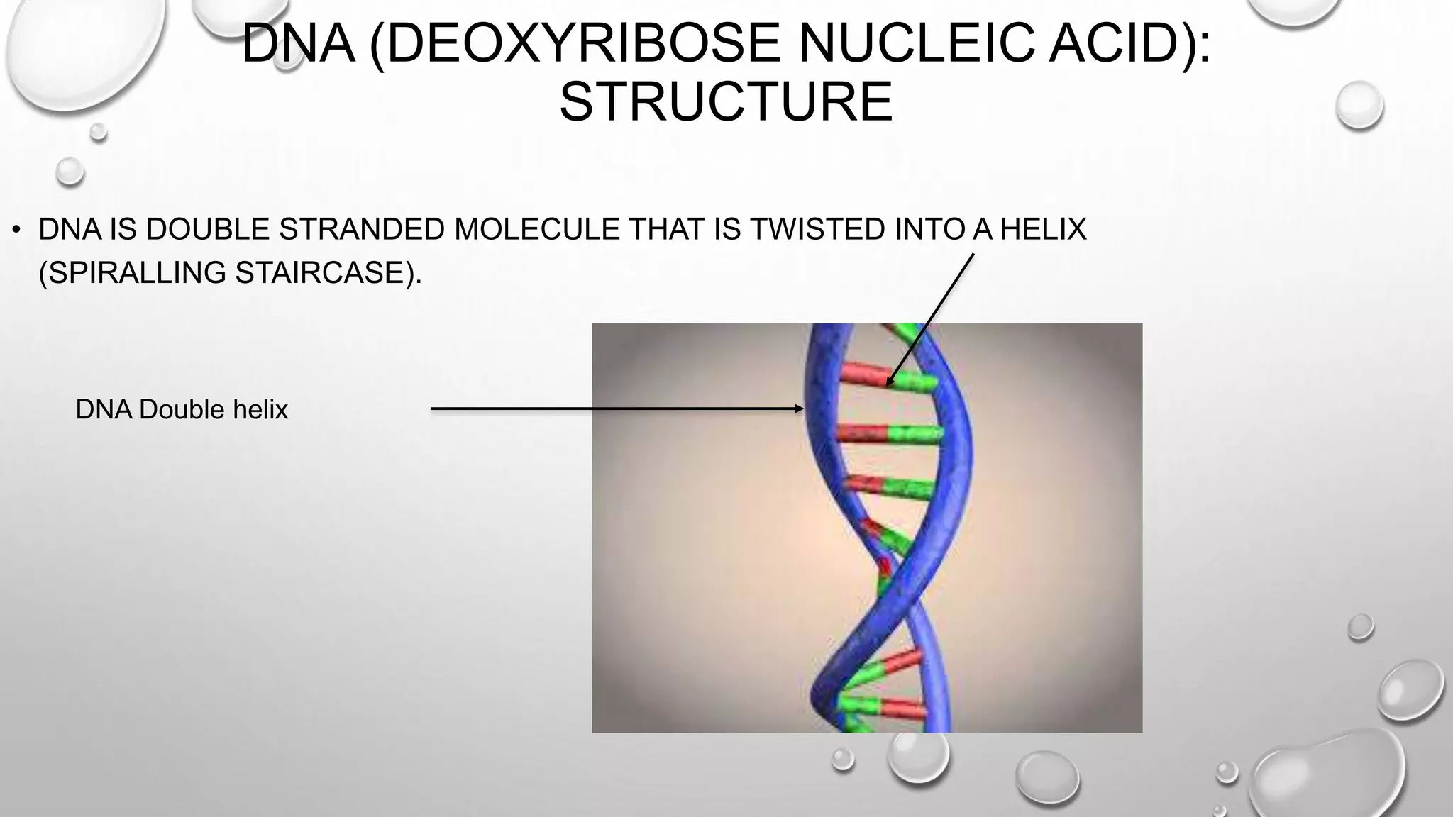 Double Helix structure of DNA | PPTX