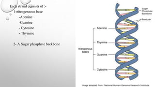 Double Helix structure of DNA | PPTX
