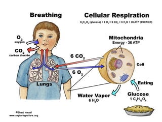 Respiration | PPT