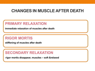 RIGOR MORTIS FORENSIC MEDICINE PRESENTATION | PPTX