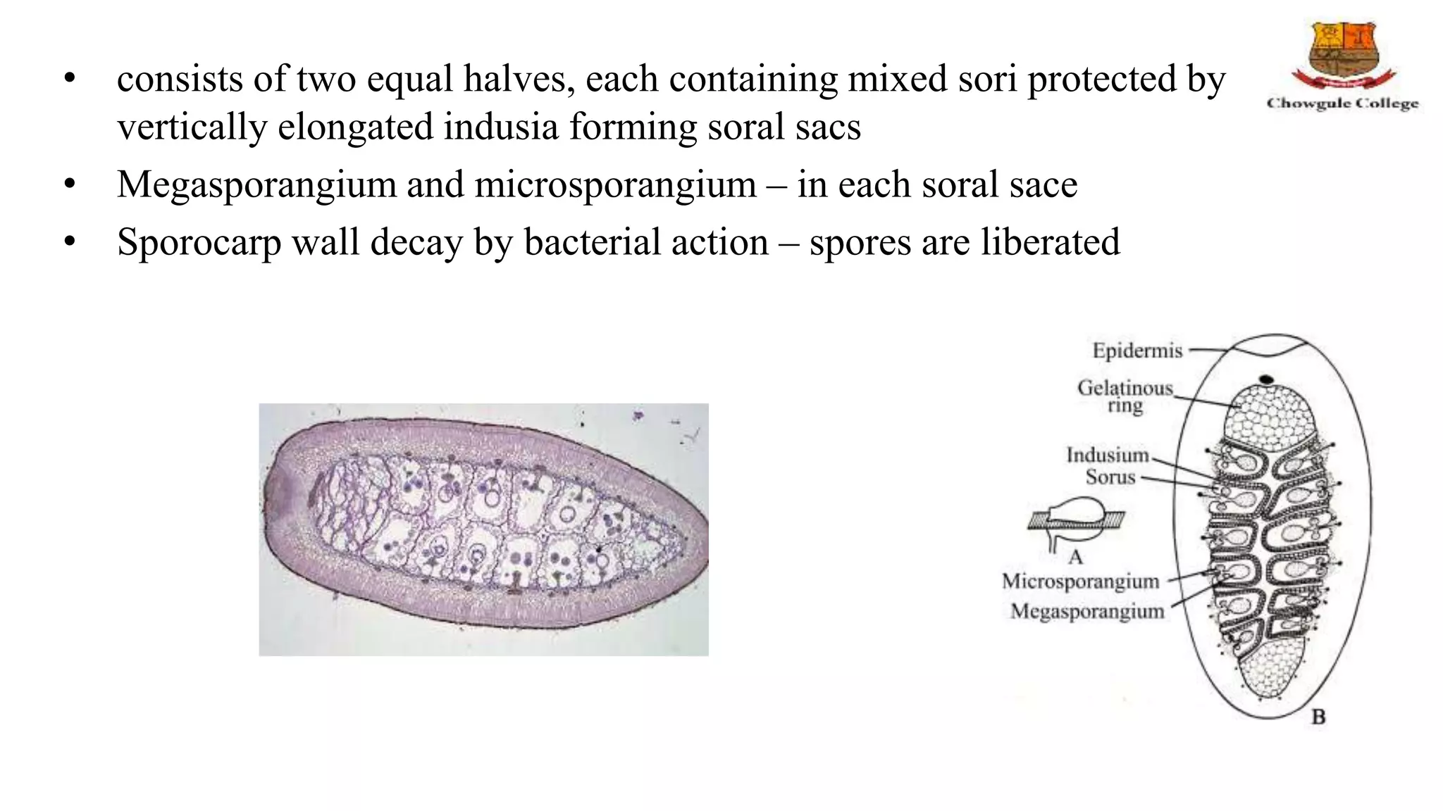 Structure, reproduction, life history and systematic position of ...