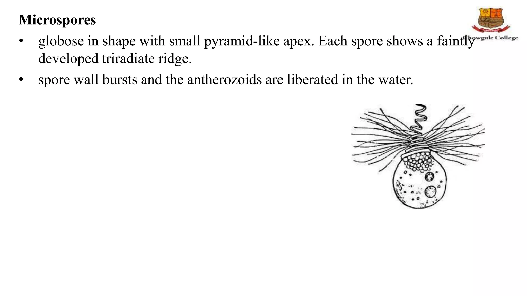 Structure, reproduction, life history and systematic position of ...