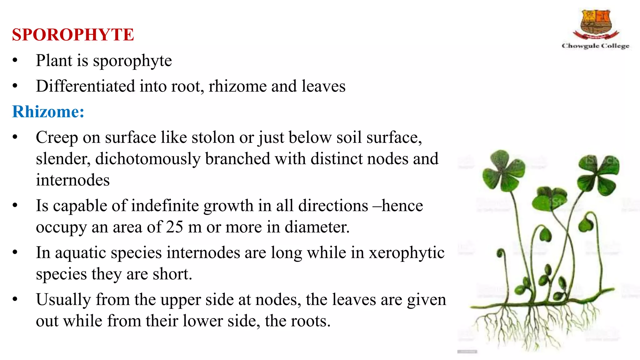 Structure, reproduction, life history and systematic position of ...