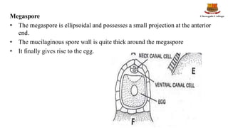 Structure, reproduction, life history and systematic position of ...