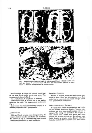 22; t hermanni pop ecology revised | PDF | Reptiles | Pets