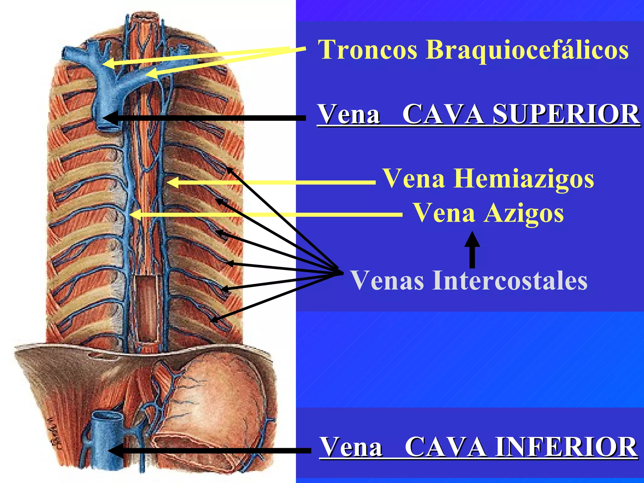 vasos y nervios paredes torax y abdomen | PPT