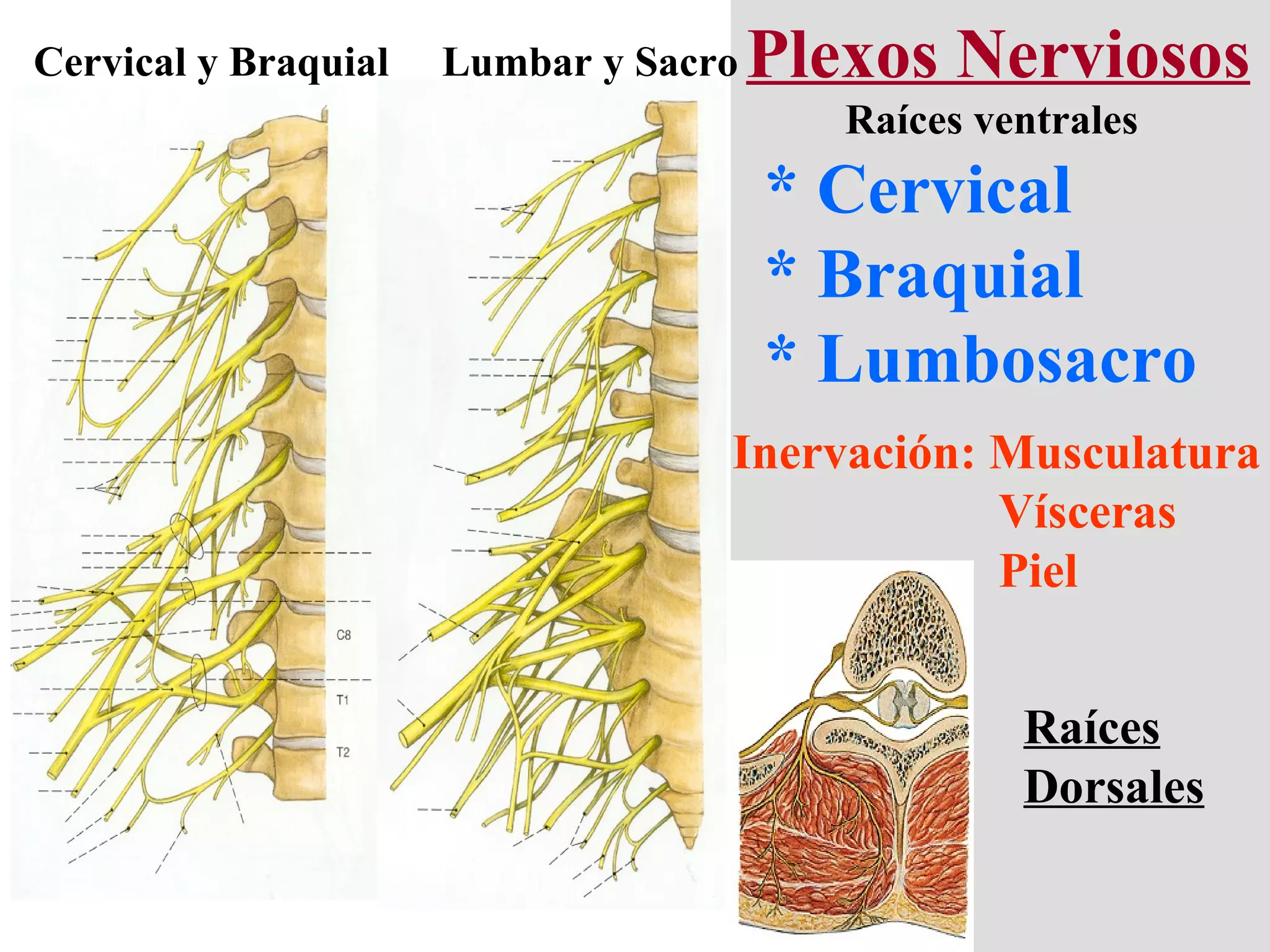 vasos y nervios paredes torax y abdomen | PPT