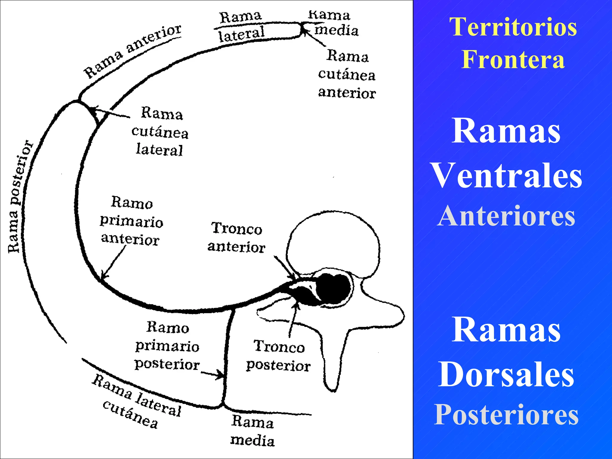 vasos y nervios paredes torax y abdomen | PPT