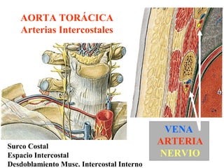 vasos y nervios paredes torax y abdomen | PPT