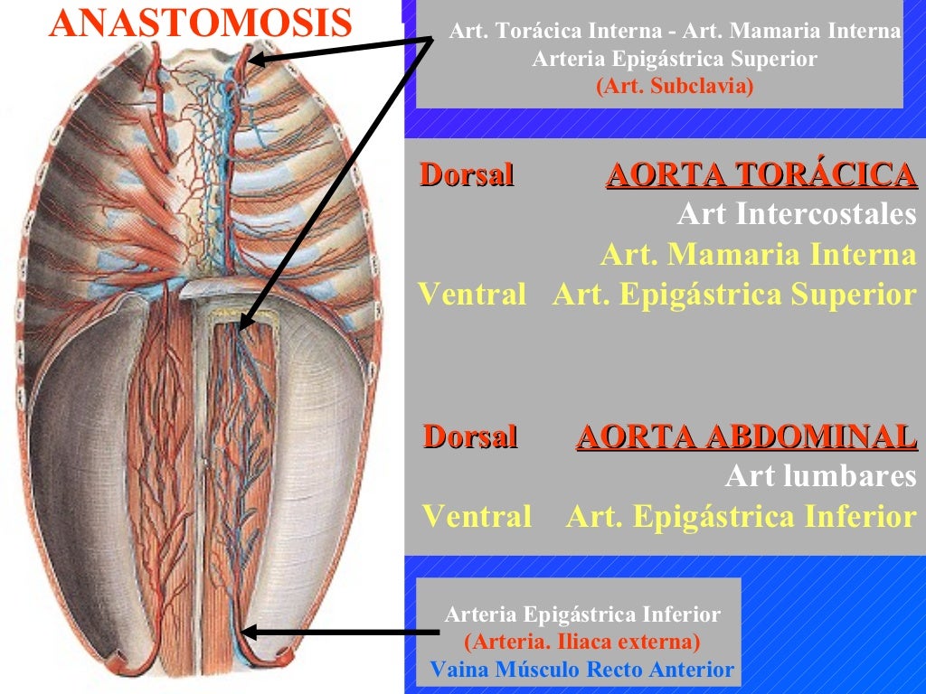 vasos y nervios paredes torax y abdomen