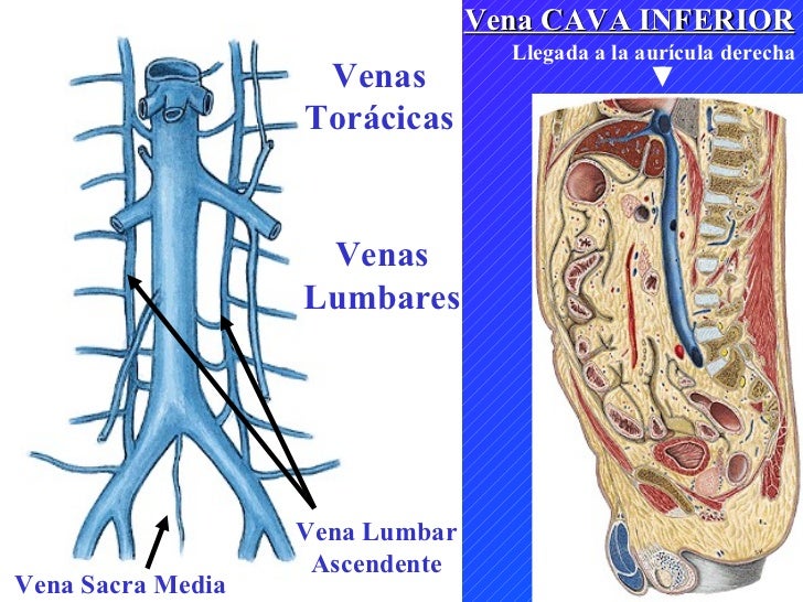 vasos y nervios paredes torax y abdomen