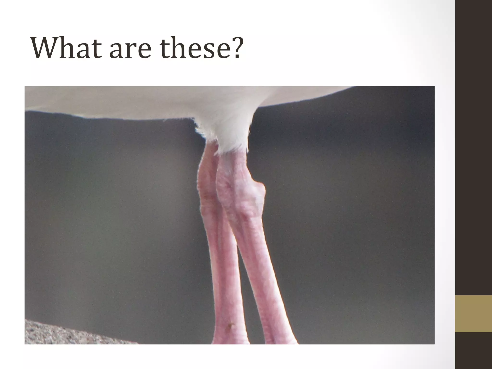 Anatomy of a Bird Review | PPT | Birds | Pets