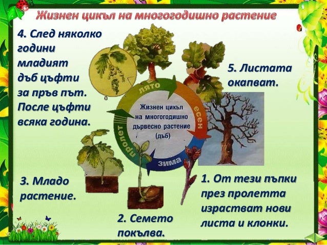 23 Развитие на растенията ЧП 4 клас Булвест