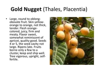 23.loquat varities in the world By Allah Dad Khan | PPT