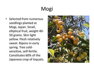 23.loquat varities in the world By Allah Dad Khan | PPT