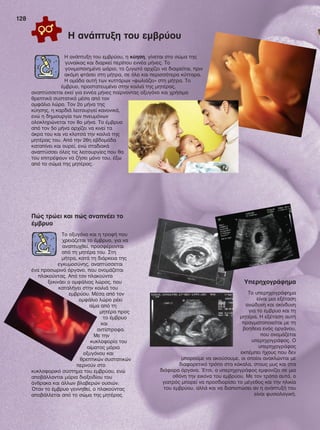 Φυσική ΣΤ΄ 13. 2. ΄΄ Η ανάπτυξη του εμβρύου ΄΄ | PDF