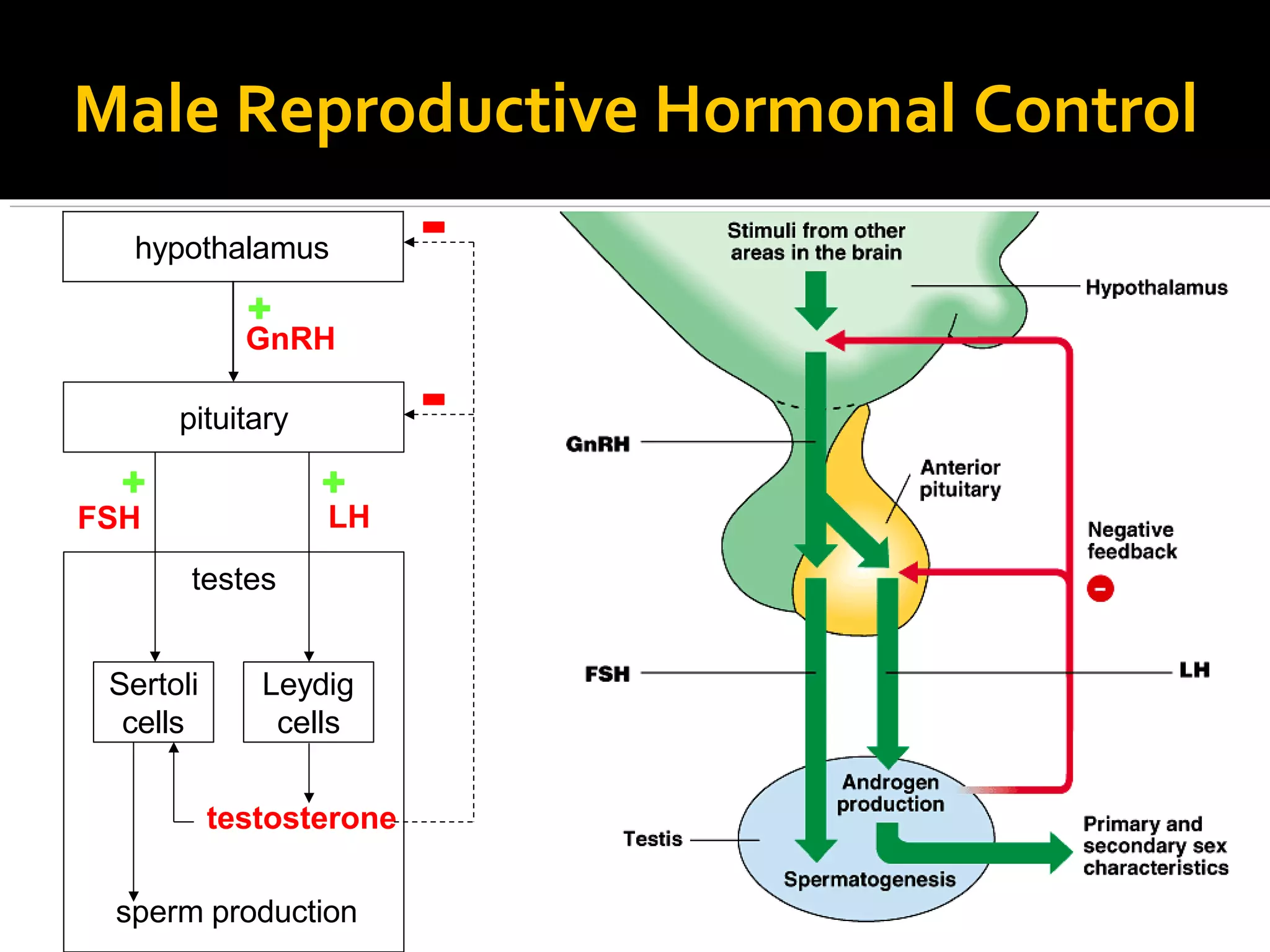 Hormonal control of reproduction in male and female mammals | PPTX