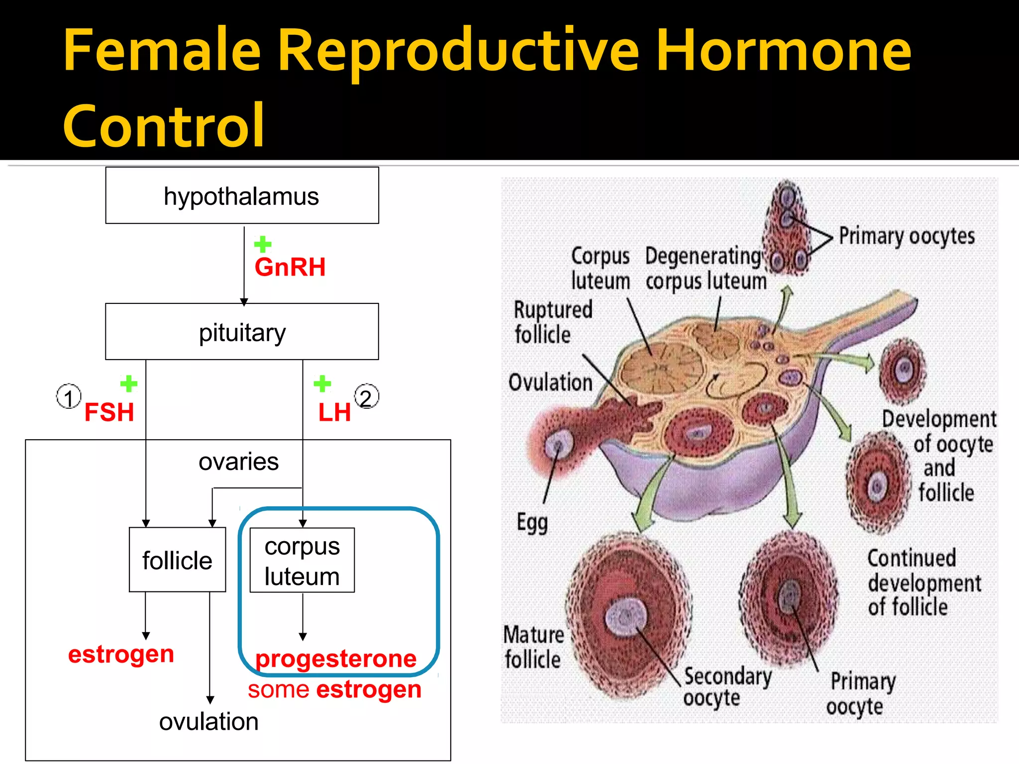 Hormonal control of reproduction in male and female mammals | PPTX