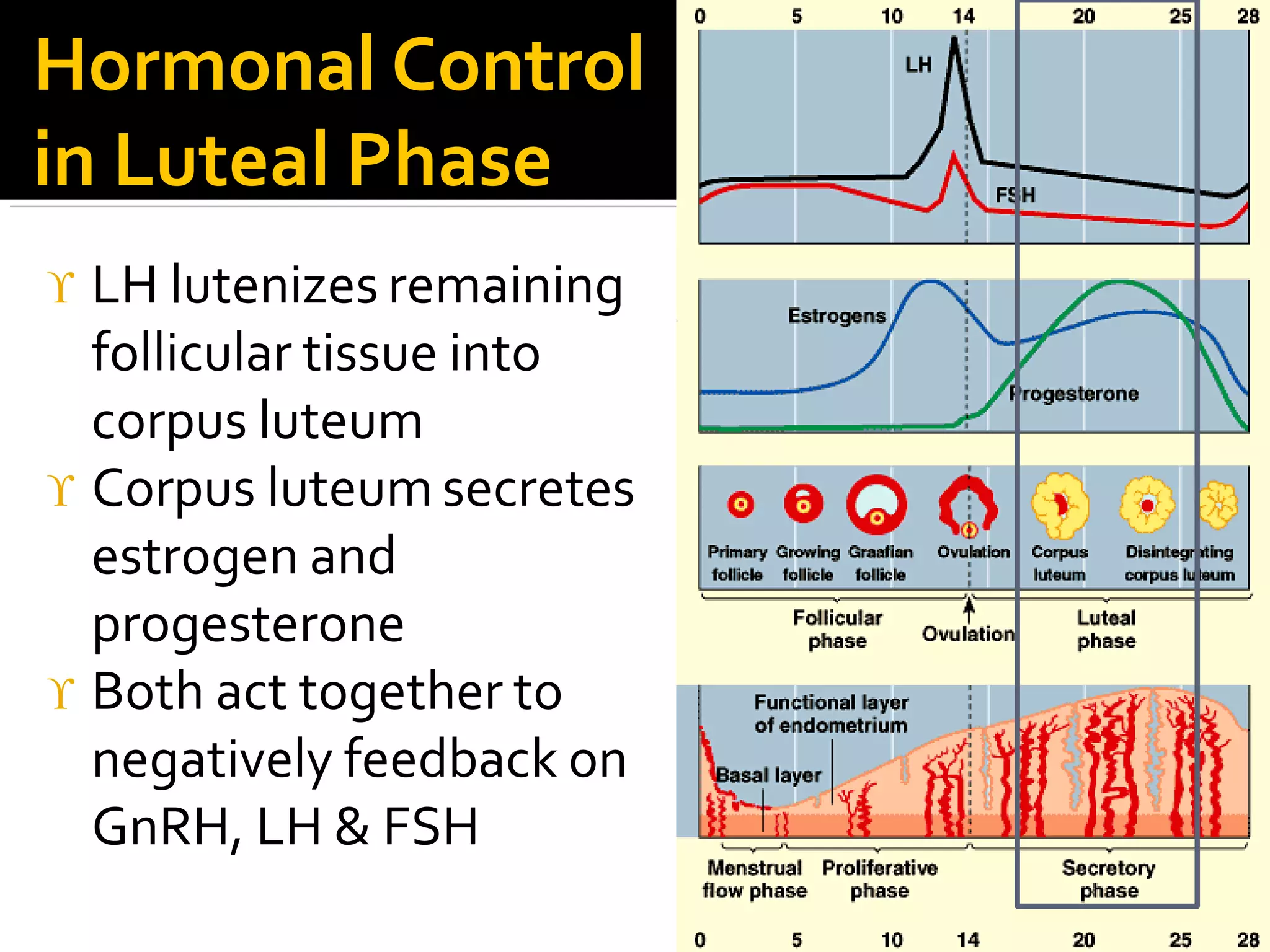 Hormonal control of reproduction in male and female mammals | PPTX