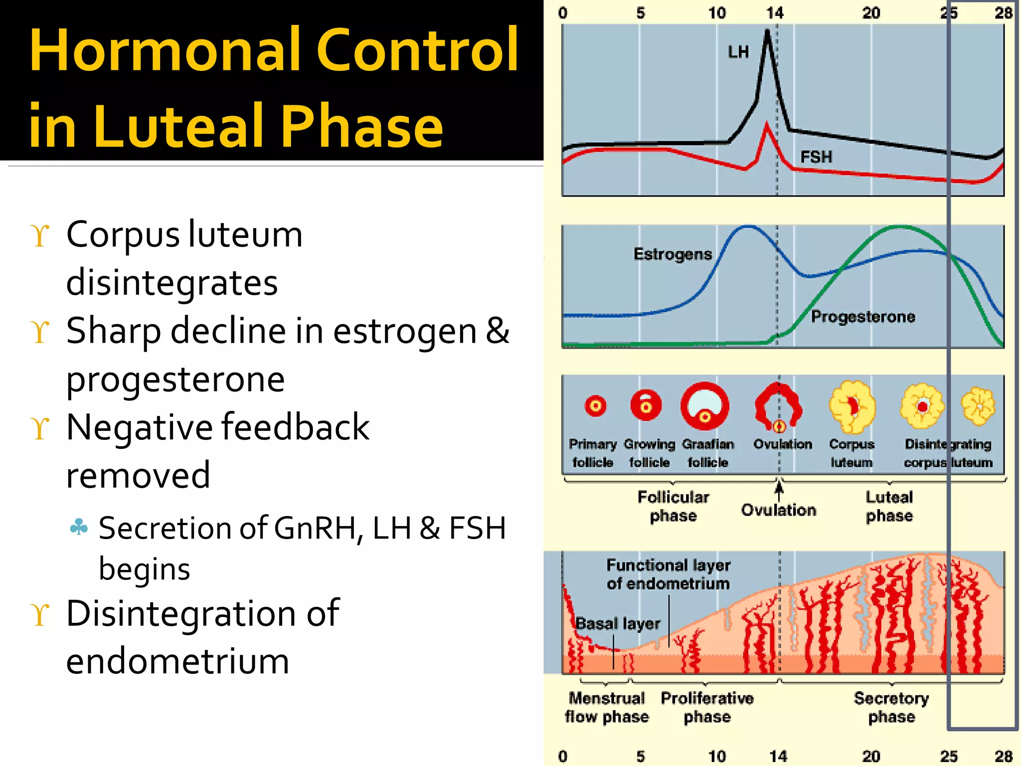 Hormonal control of reproduction in male and female mammals | PPTX