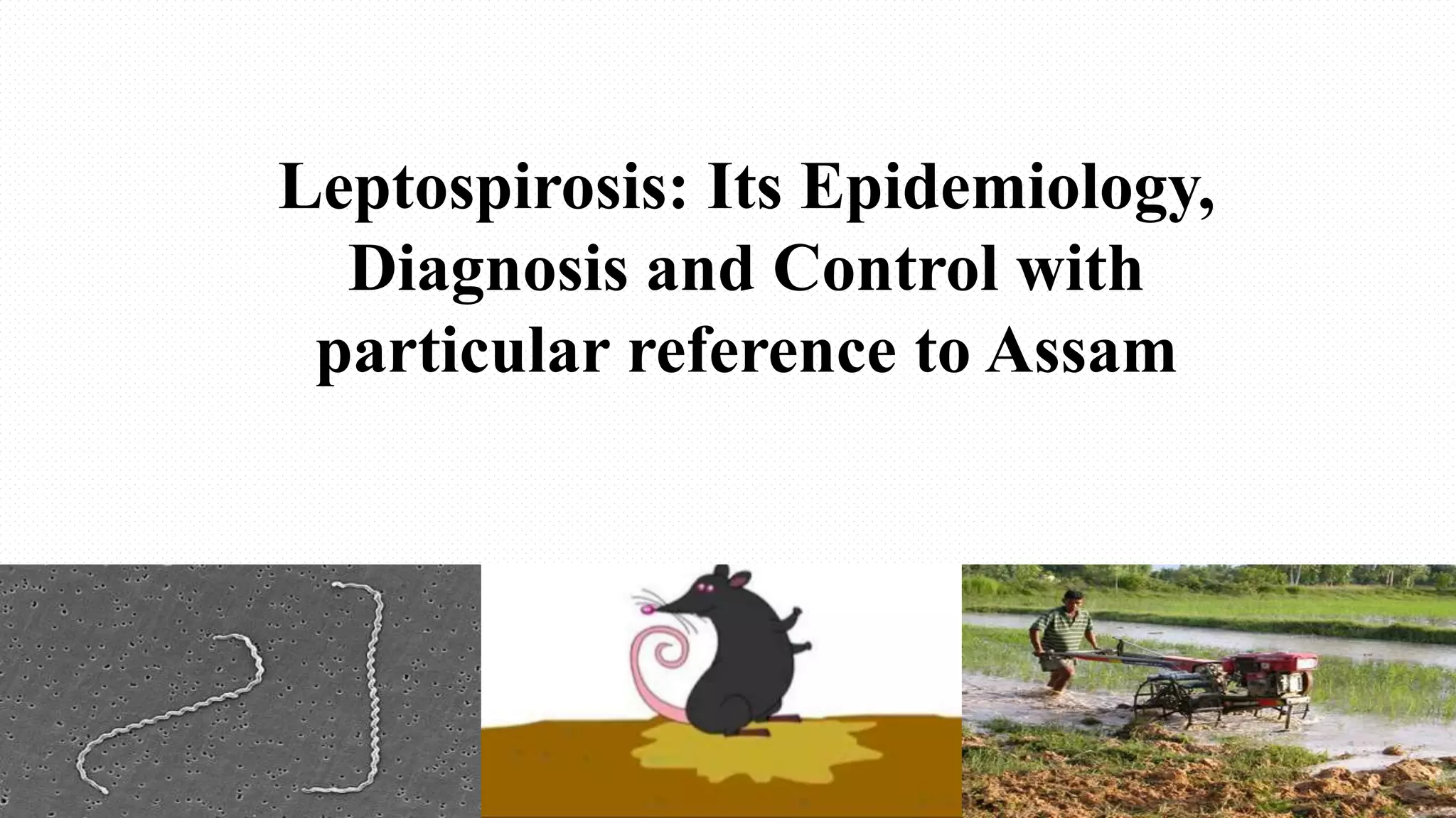 Leptospirosis: Its Epidemiology, Diagnosis and Control | PPTX