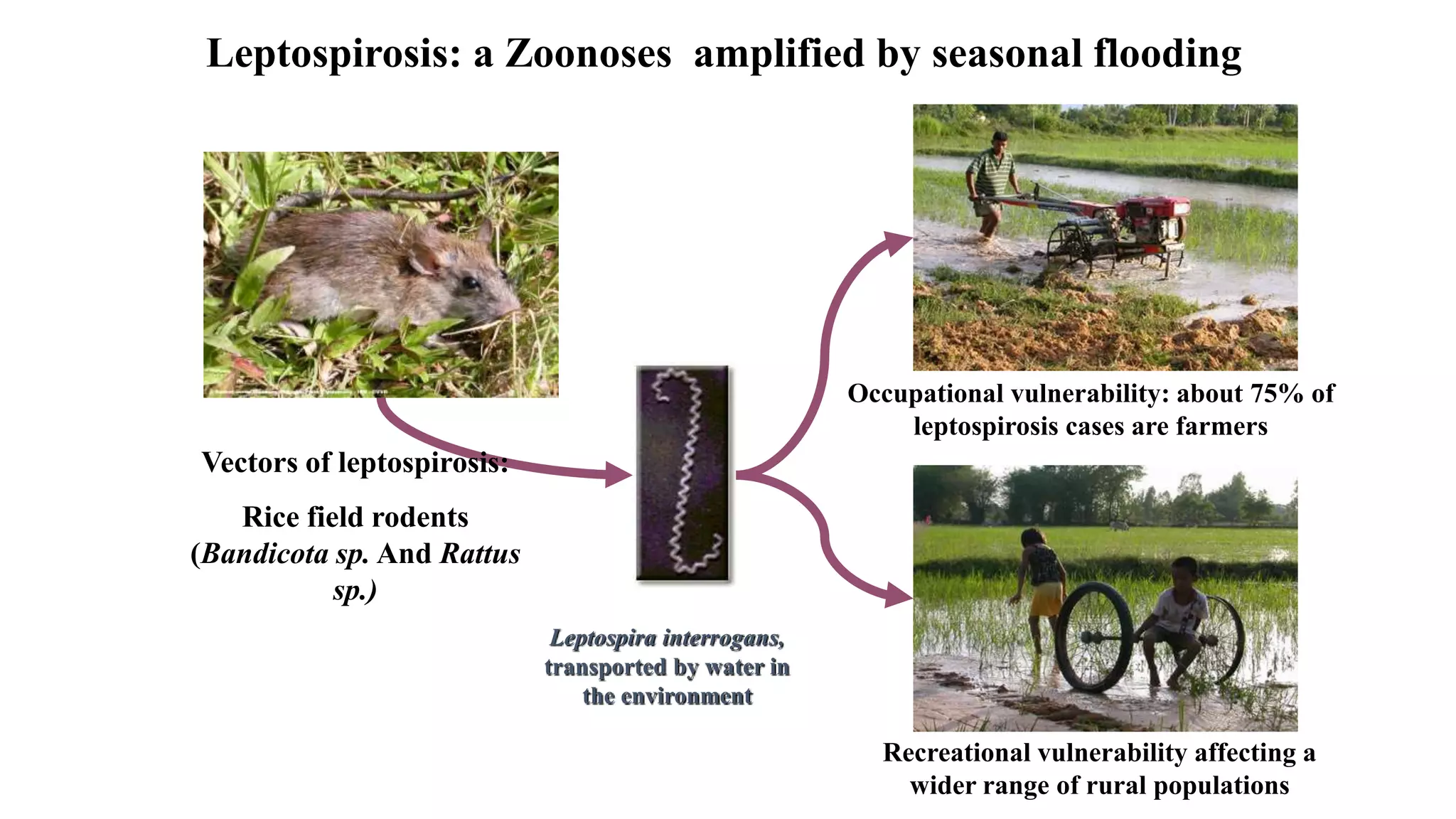 Leptospirosis: Its Epidemiology, Diagnosis and Control | PPTX