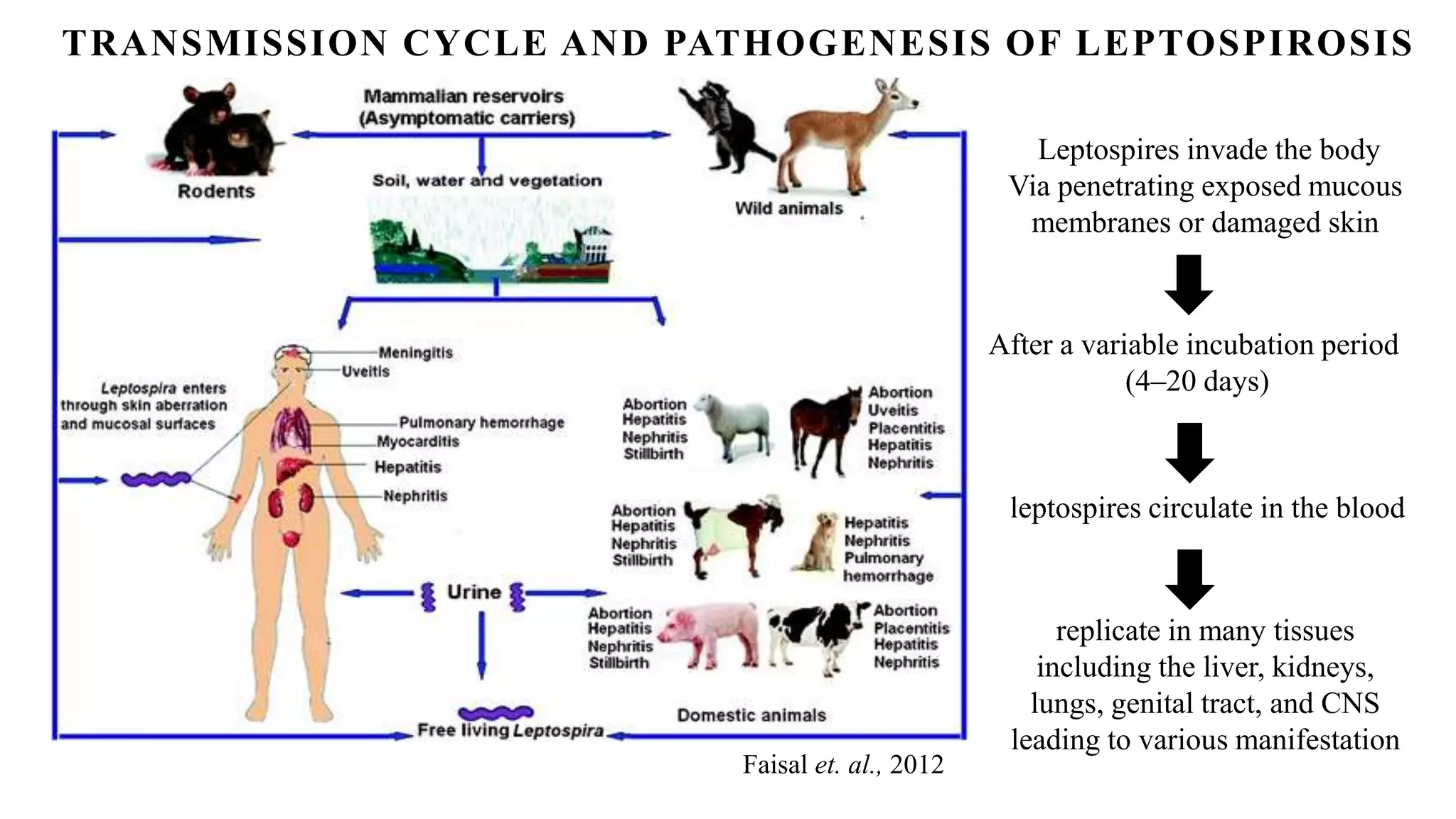 Leptospirosis: Its Epidemiology, Diagnosis and Control | PPTX