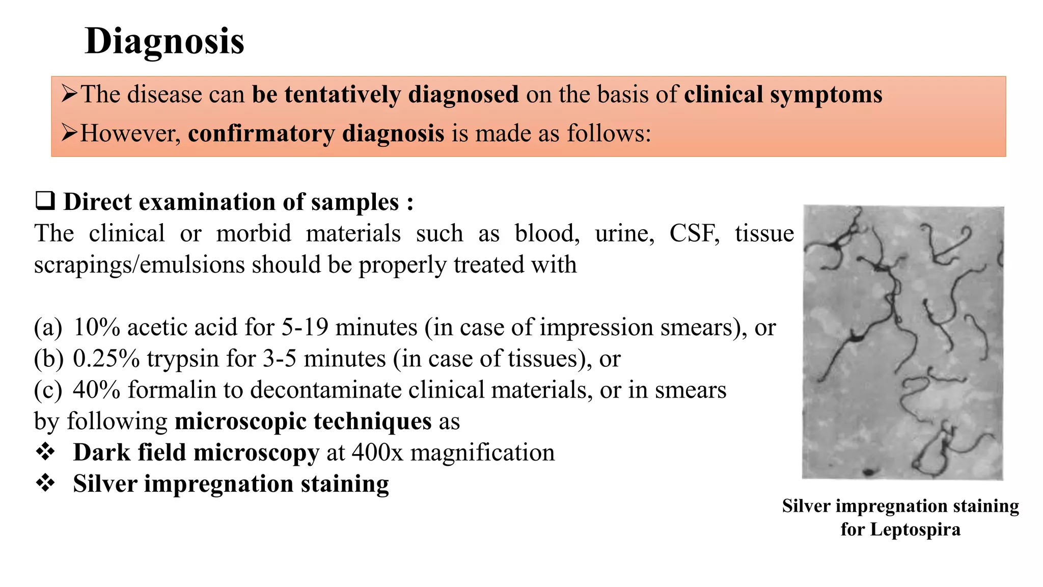 Chain Of Infection Of Leptospirosis Leptospirosis Infection Source: