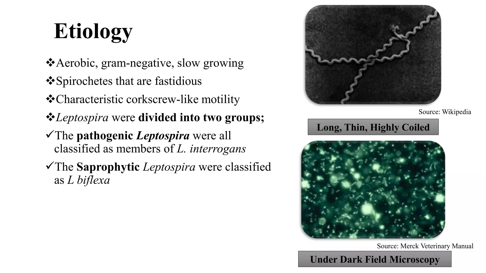 Leptospirosis: Its Epidemiology, Diagnosis and Control | PPTX