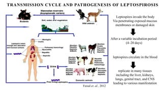 Leptospirosis: Its Epidemiology, Diagnosis and Control | PPTX