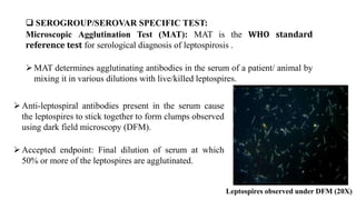 Leptospirosis: Its Epidemiology, Diagnosis and Control | PPTX