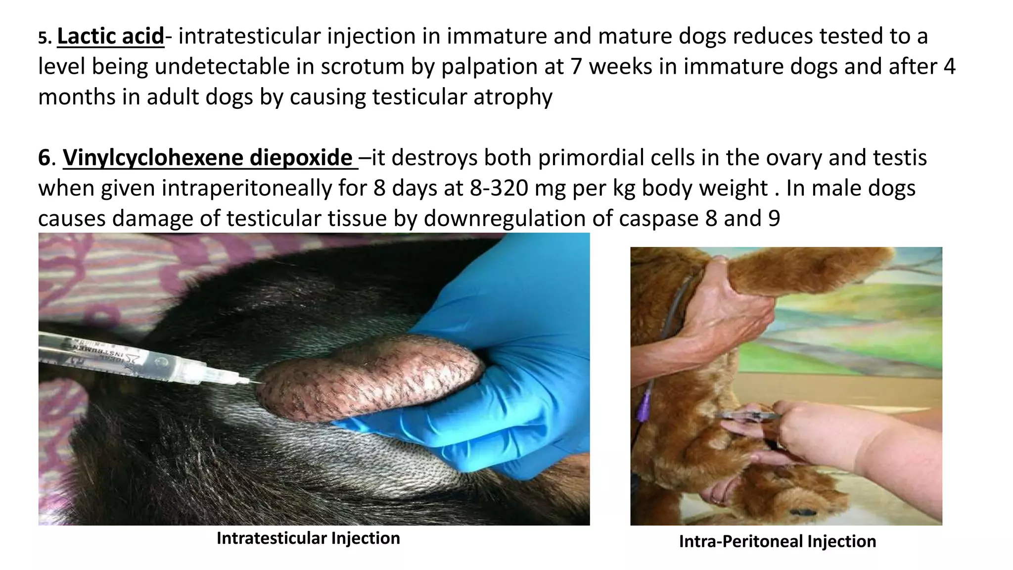Medicinal & Surgical Techniques of Population control in dogs | PPTX