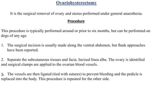Medicinal & Surgical Techniques of Population control in dogs | PPTX