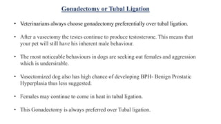 Medicinal & Surgical Techniques of Population control in dogs | PPTX