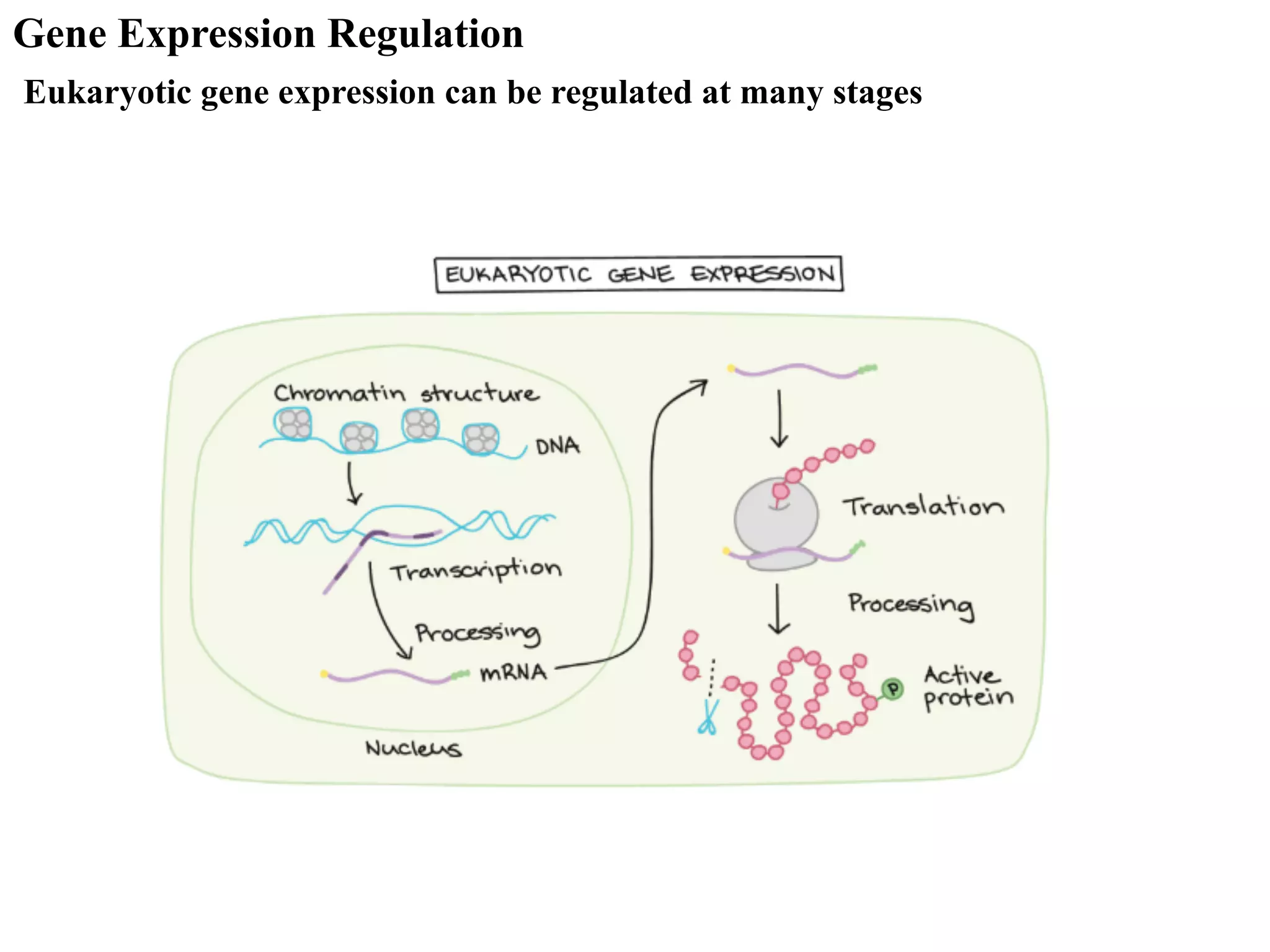23. Gene expression regulation.pdf