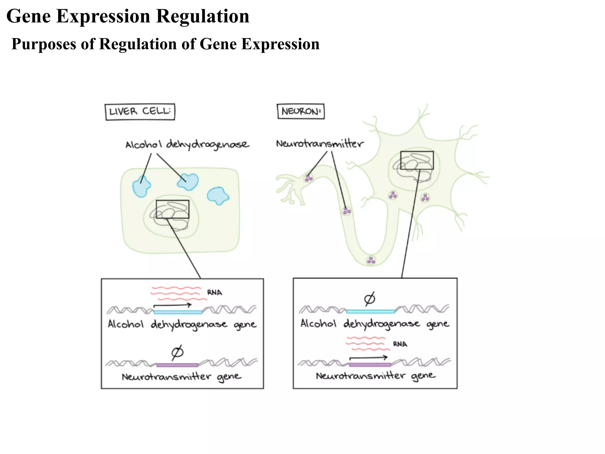 23. Gene expression regulation.pdf
