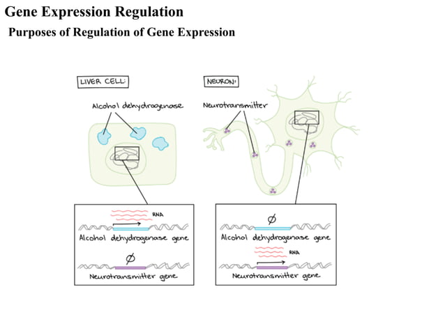 23. Gene expression regulation.pdf