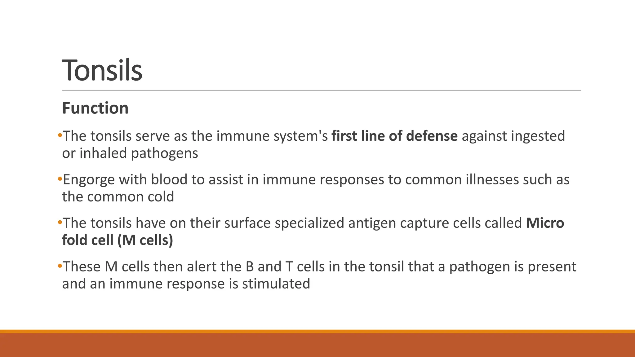 23. Lymphatic organs.physiology of lymphatic system.pptx