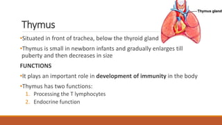 23. Lymphatic organs.physiology of lymphatic system.pptx